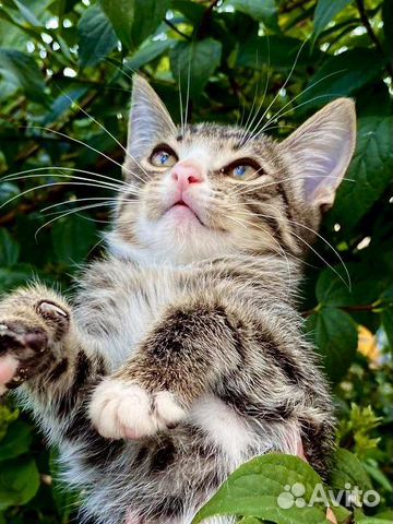 Котенок полосатый малыш Крош (2 мес)