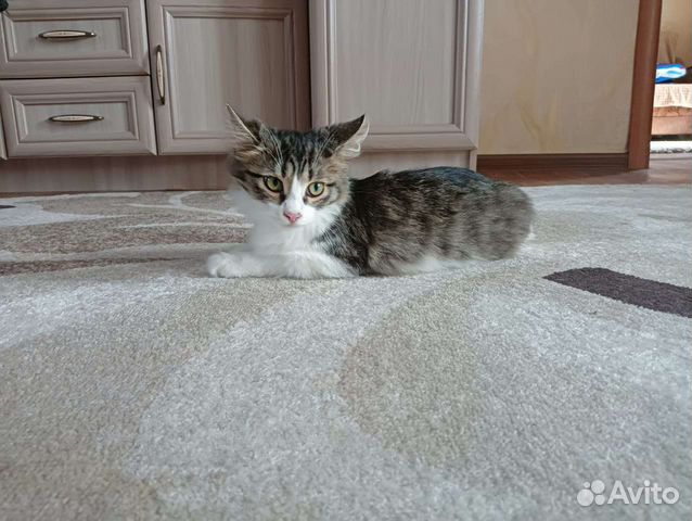 В добрые руки