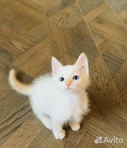 Тайский котенок