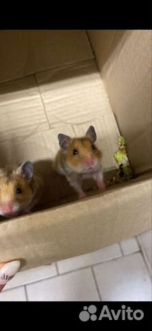 Сирийский хомяк мальчик