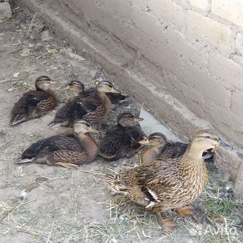 Утята дикой кряквы