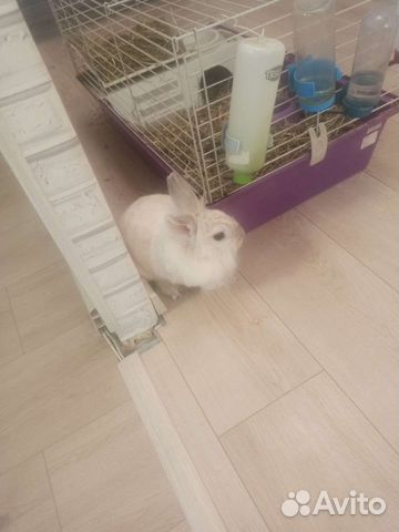 Дикаративный кролик