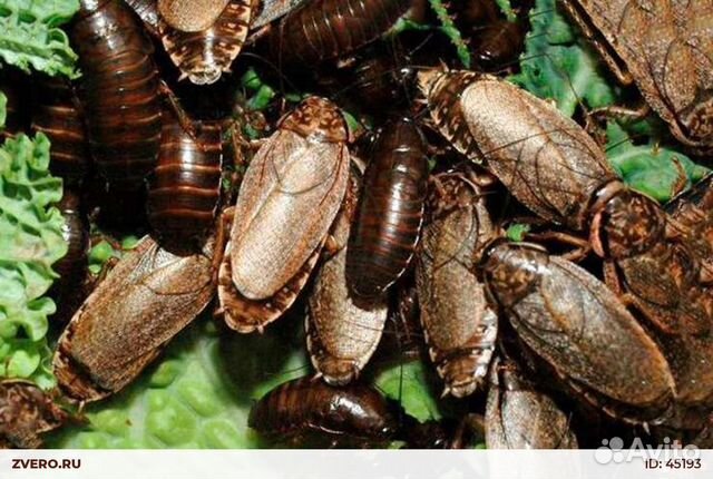 Мраморные тараканы