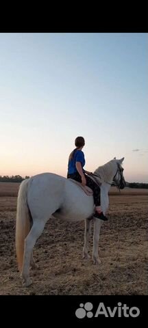 Ищем жеребца на случку