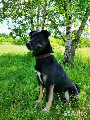 Собака в добрые руки