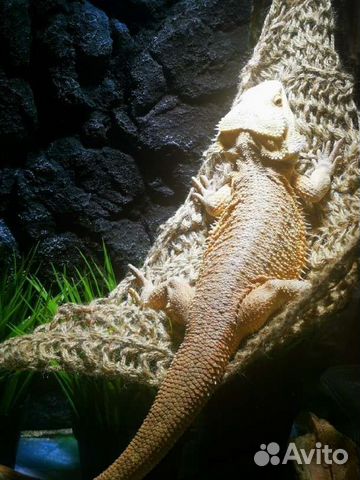 Продам самцов бородатый агамы