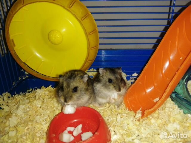 Джунгарский хомяк с клеткой