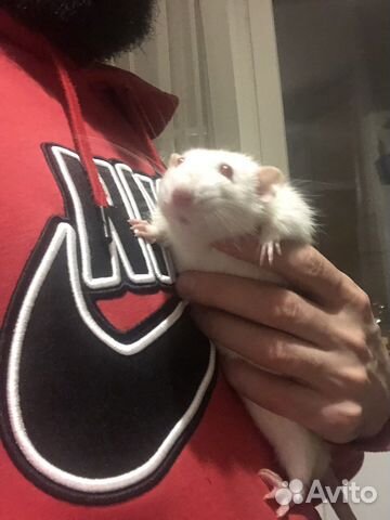 Крыски с клеткой