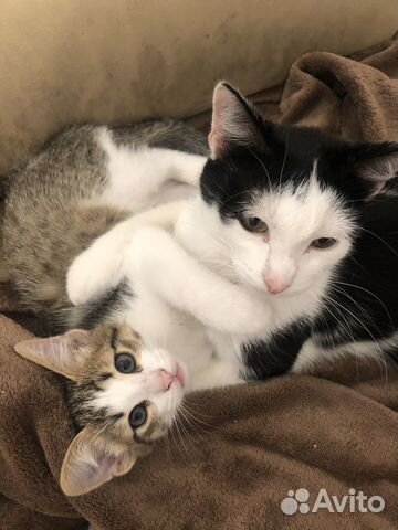 Чудесный котенок