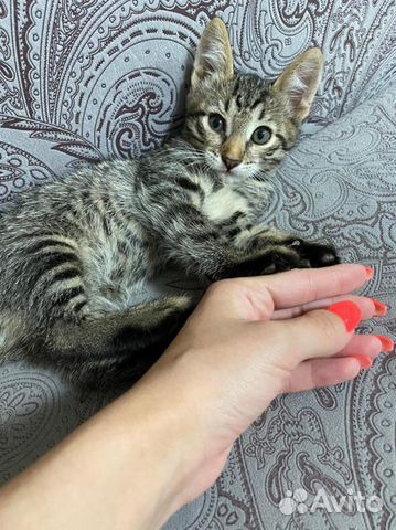 Котенок
