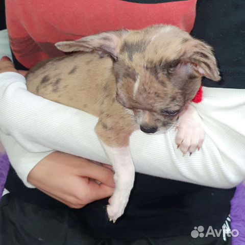 Кукольная малышка миниатюрная девочка чихуахуа