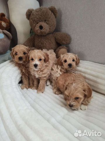 Мальтипу Ф1 девочки карамельки