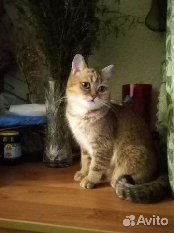 Кошечка Золотая шиншила