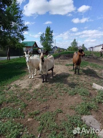 Козы дойные