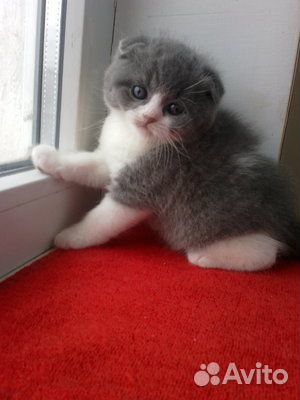 Клубный шотландский котик