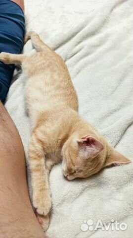 Котята