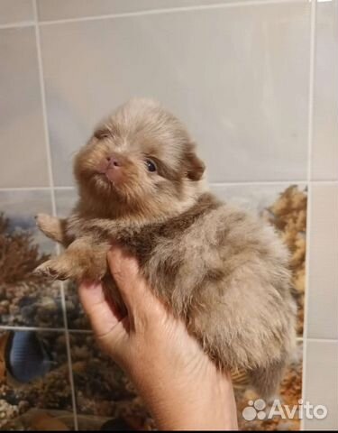 Шикарная малышка мишка лиловый мерль 3