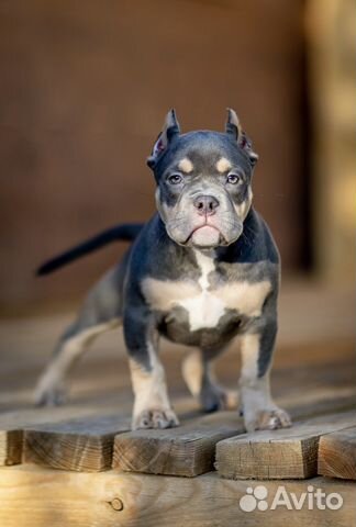 Амбулли девочка 2,5 мес