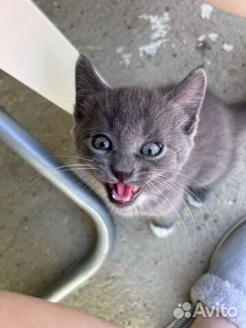 Котята. На половину британцы