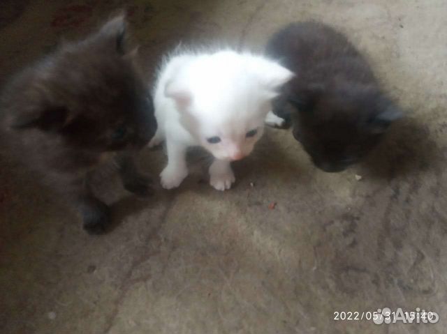 Вислоухие котята