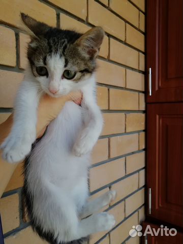 Котёнок. Красивый, умный мальчишка