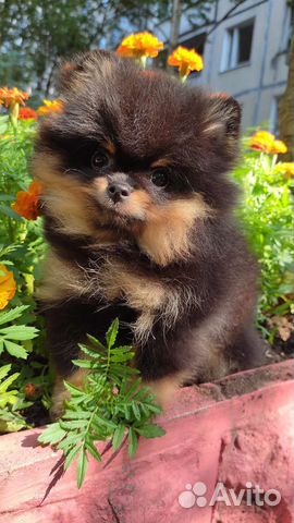 Померанский шпиц мини девочка
