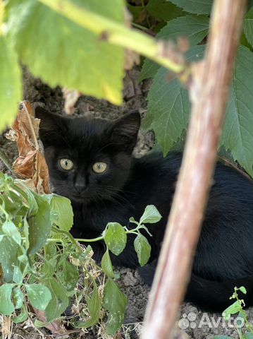 Черный котенок