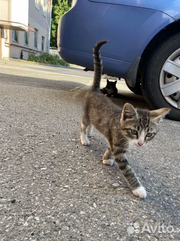 Котята в добрые руки