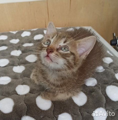 Сесси котенок молочный шоколад
