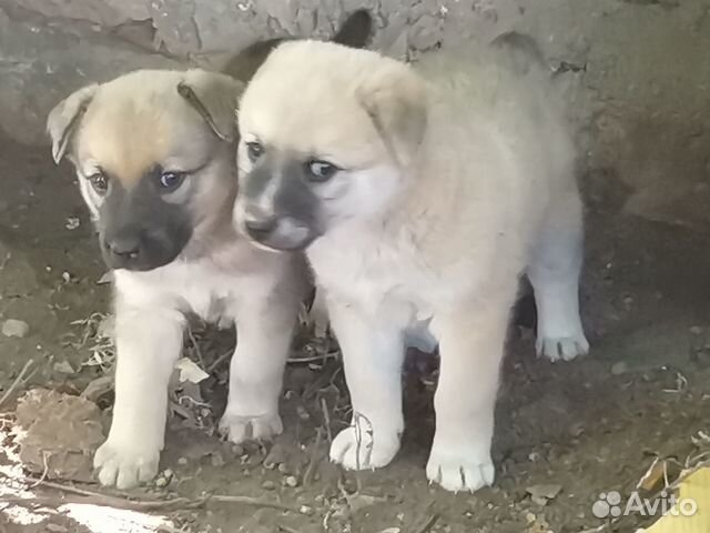 Собаки щенки лайки