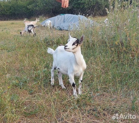 Камерунская козочка