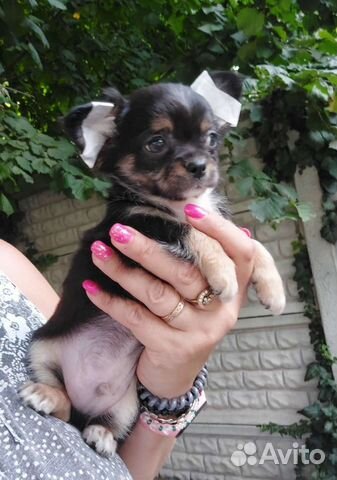 Щенки чихуахуа длинношерстные