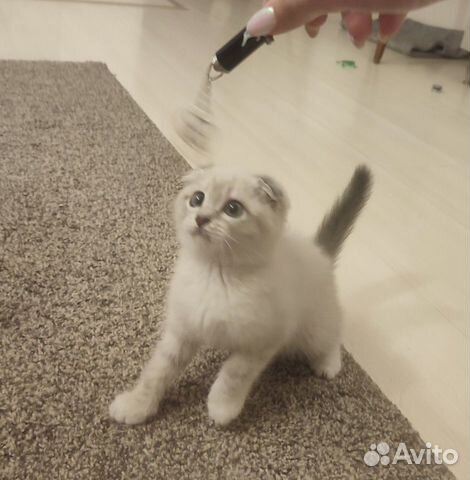 Вислоухие котята