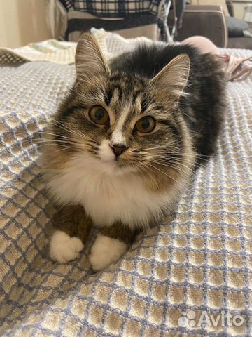 Сибирская кошка