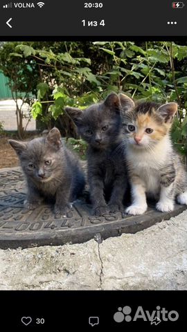 Малыши ищут дом