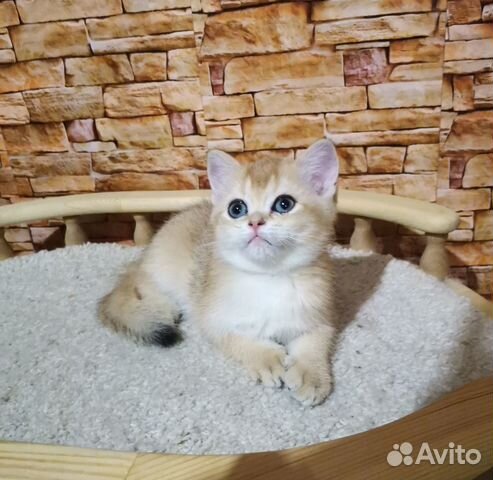 Золотые шиншилы