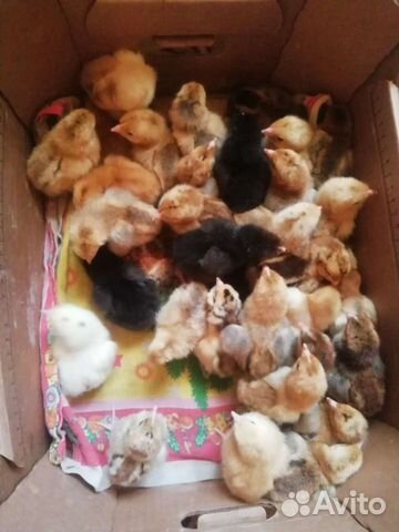 Цыплята несушки
