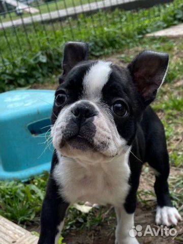 Щенки бостон терьер