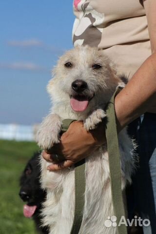 Отдам щенка (8-9 месяцев)