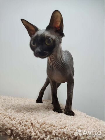 Донской сфинкс 1,5г