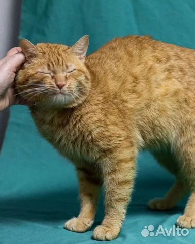 Чудесный рыжик