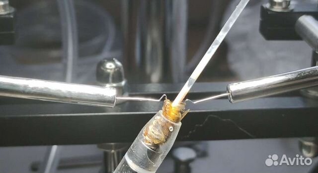 Матки ио Бакфаст