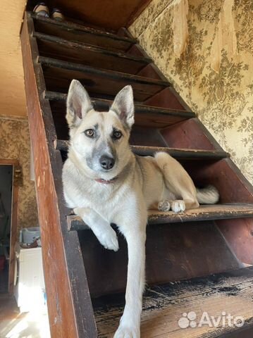 Красотка Линда ищет дом