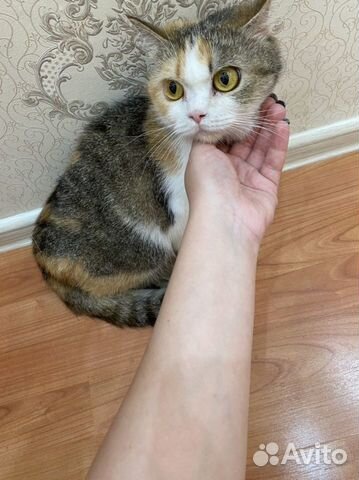Домашние животные