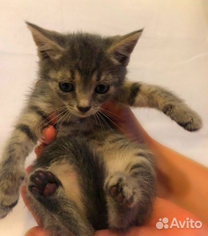 Котята от мамы в добрые руки бесплатно в дар