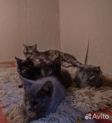 Британские котята