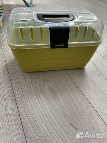 Продажа сирийского хомяка