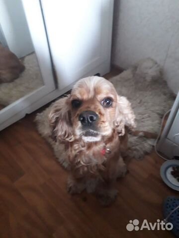 Найдена собака кокер-спаниель