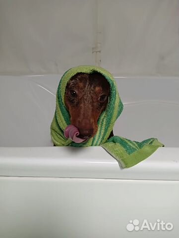 Случка собак