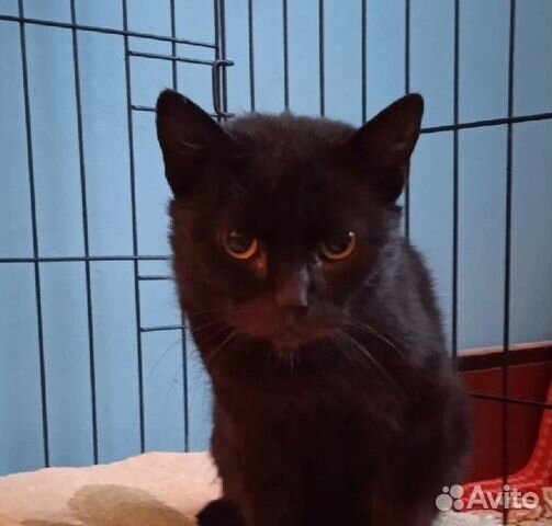 Котик Томас из самого Дно в добрые руки